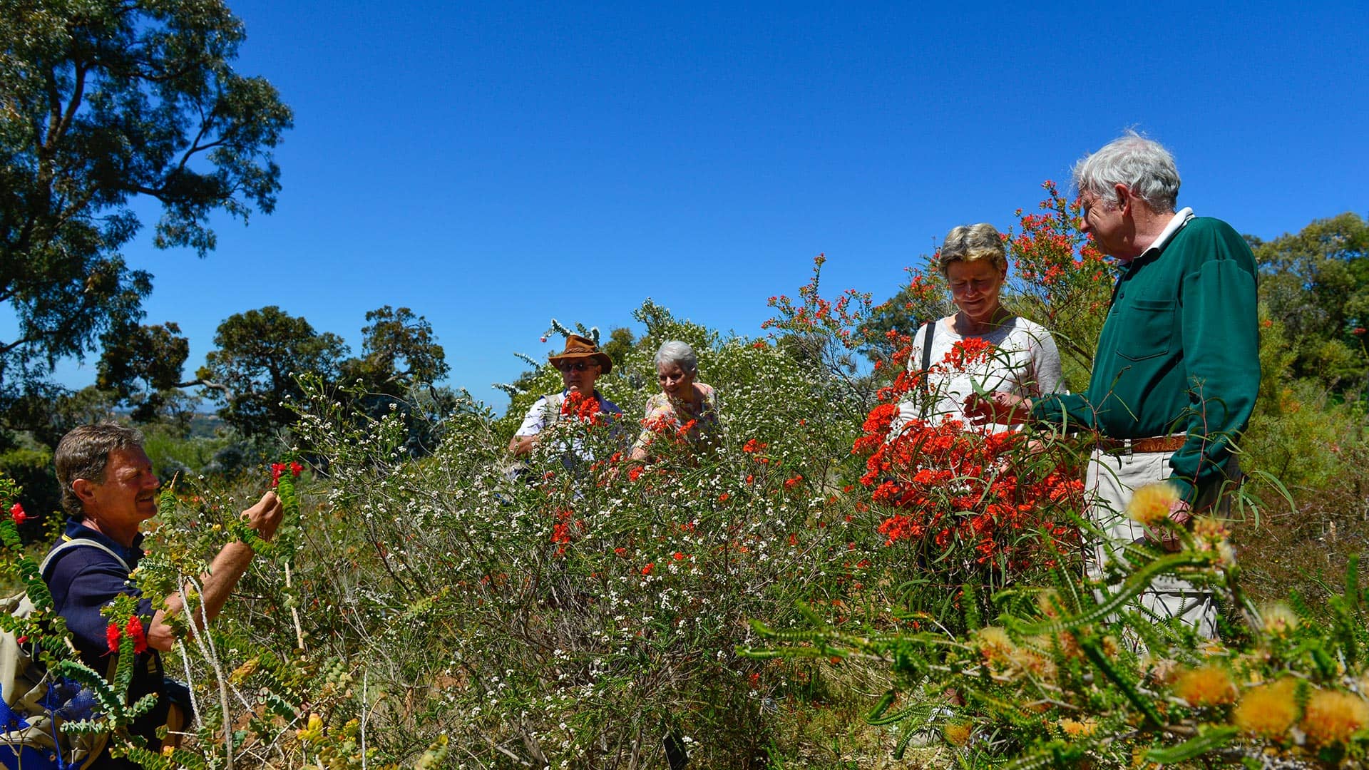 Western Australia Wildflowers Tour | Outback Spirit Tours